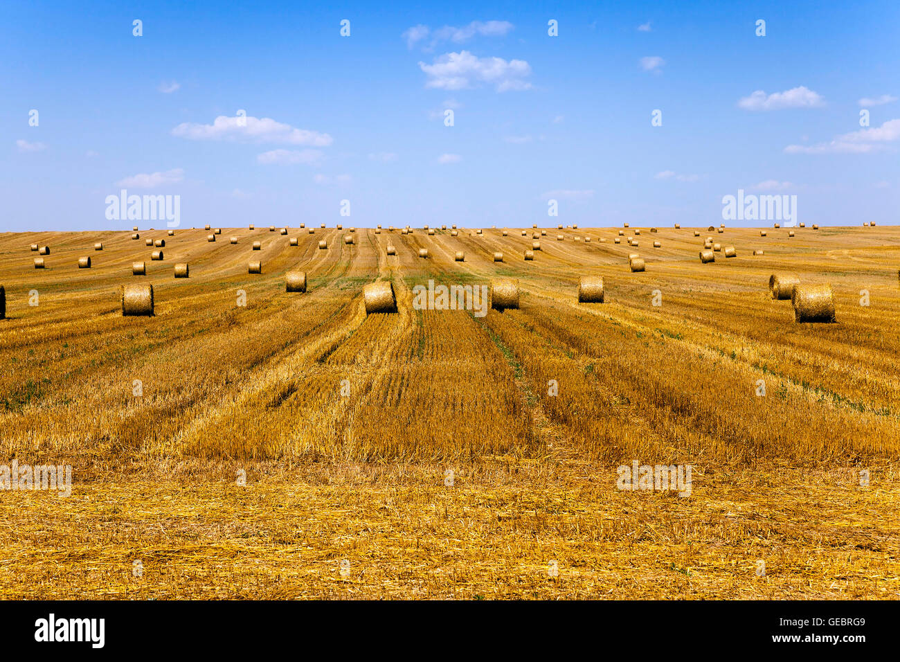 Corn field cross section hi-res stock photography and images - Alamy