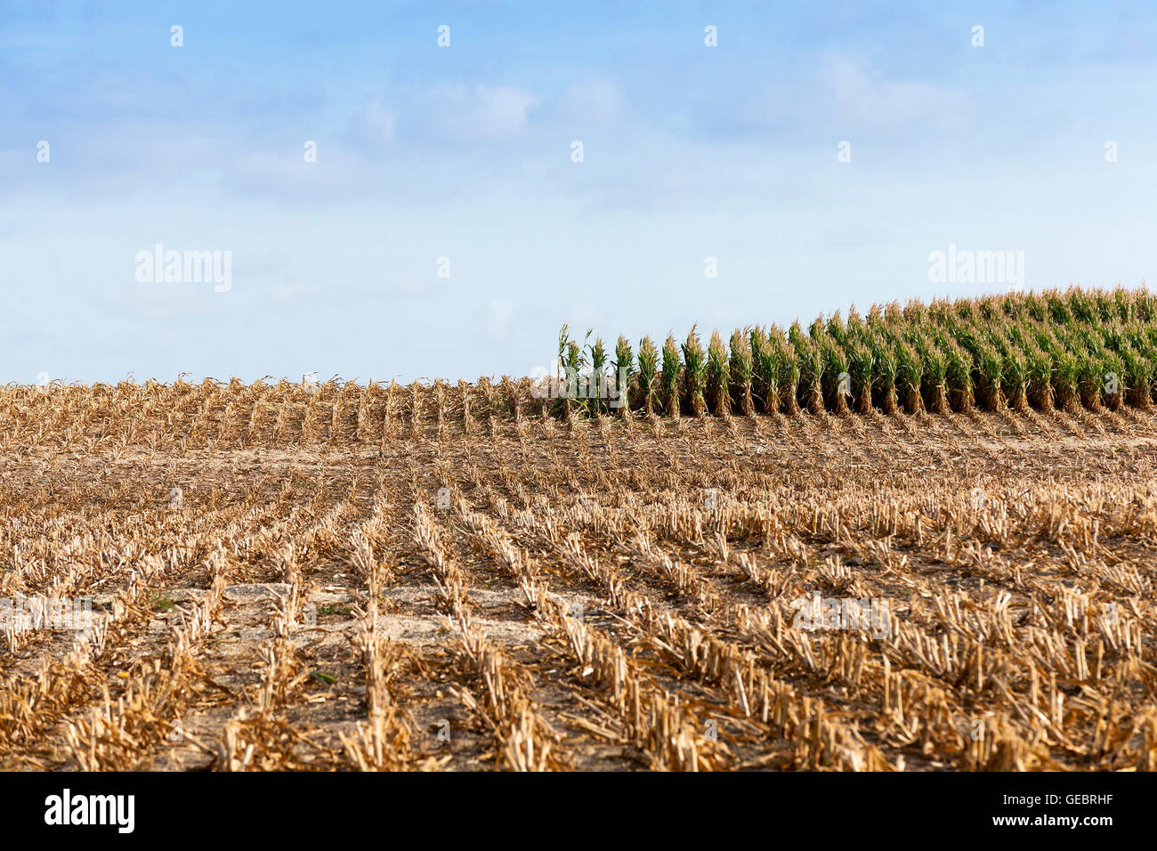 harvested mature corn Stock Photo - Alamy