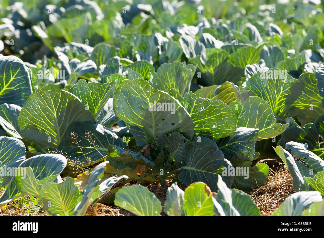 green cabbage in a field Stock Photo - Alamy
