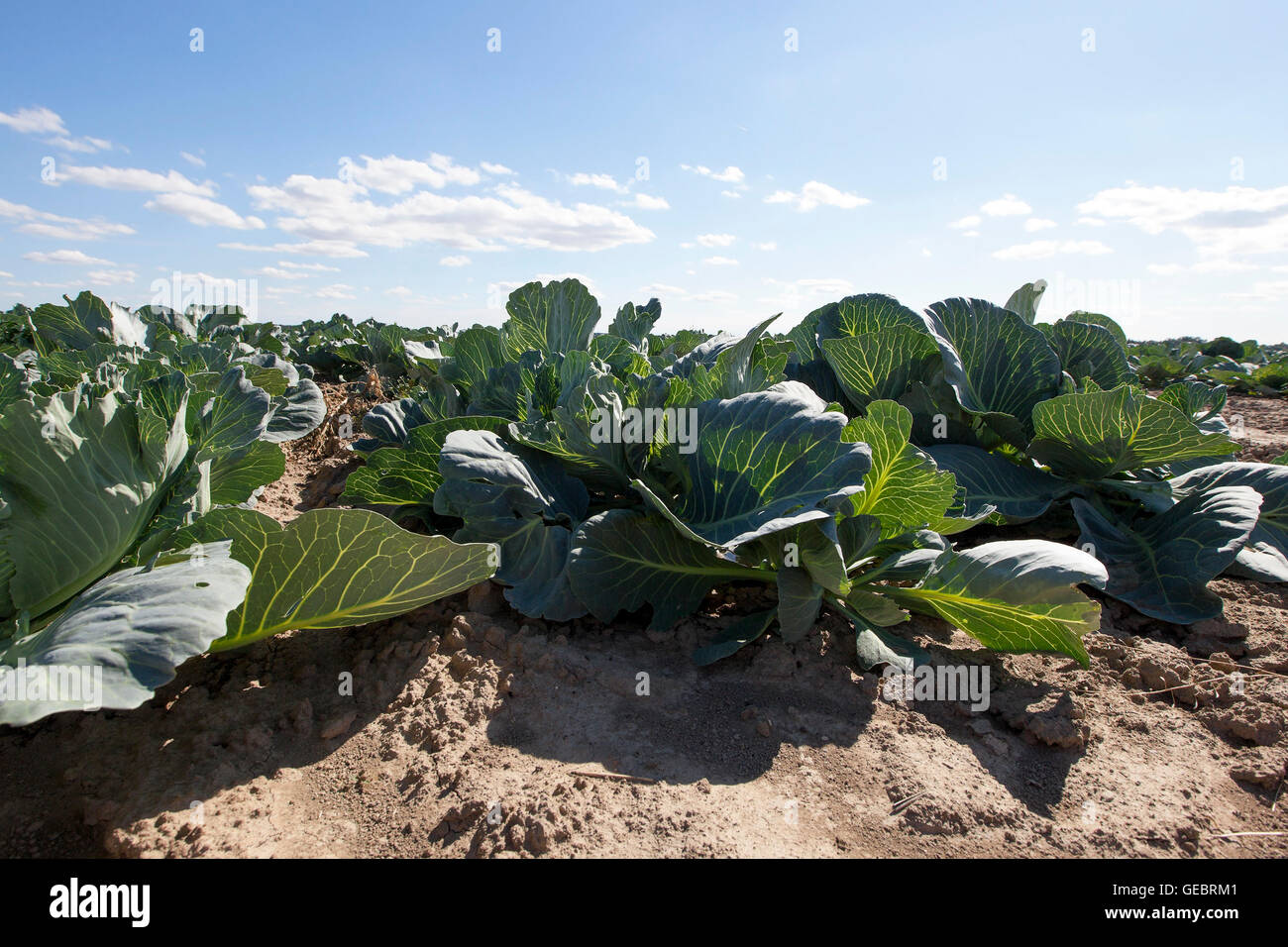 Field with cabbage Stock Photo - Alamy