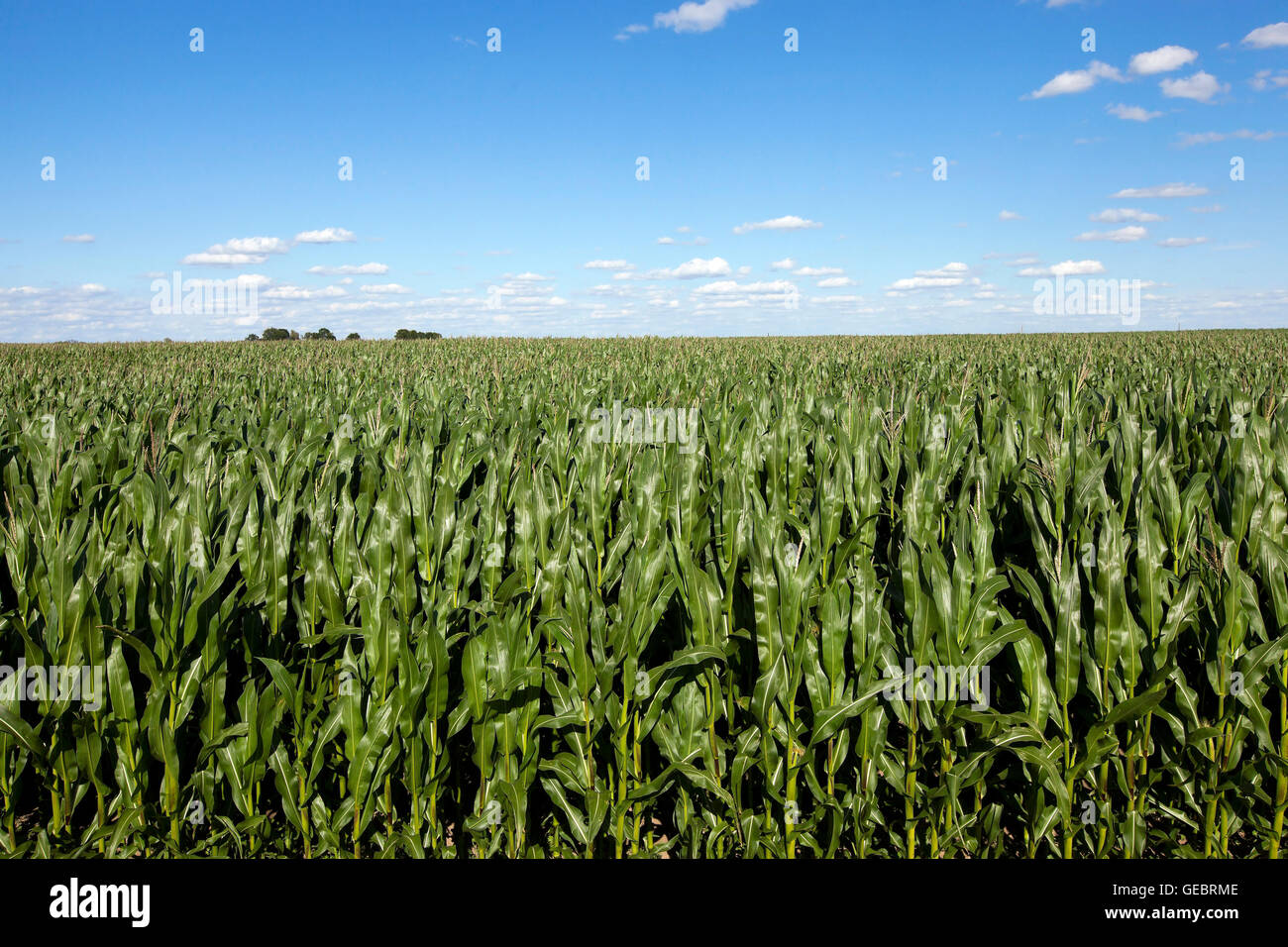 Field with corn Stock Photo - Alamy