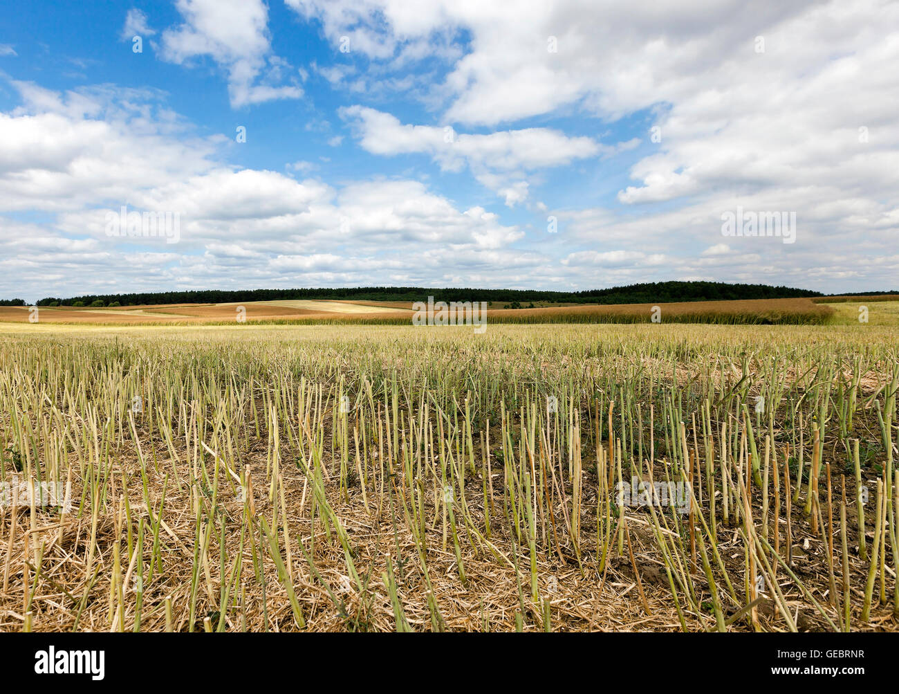 collection rapeseed crop Stock Photo - Alamy