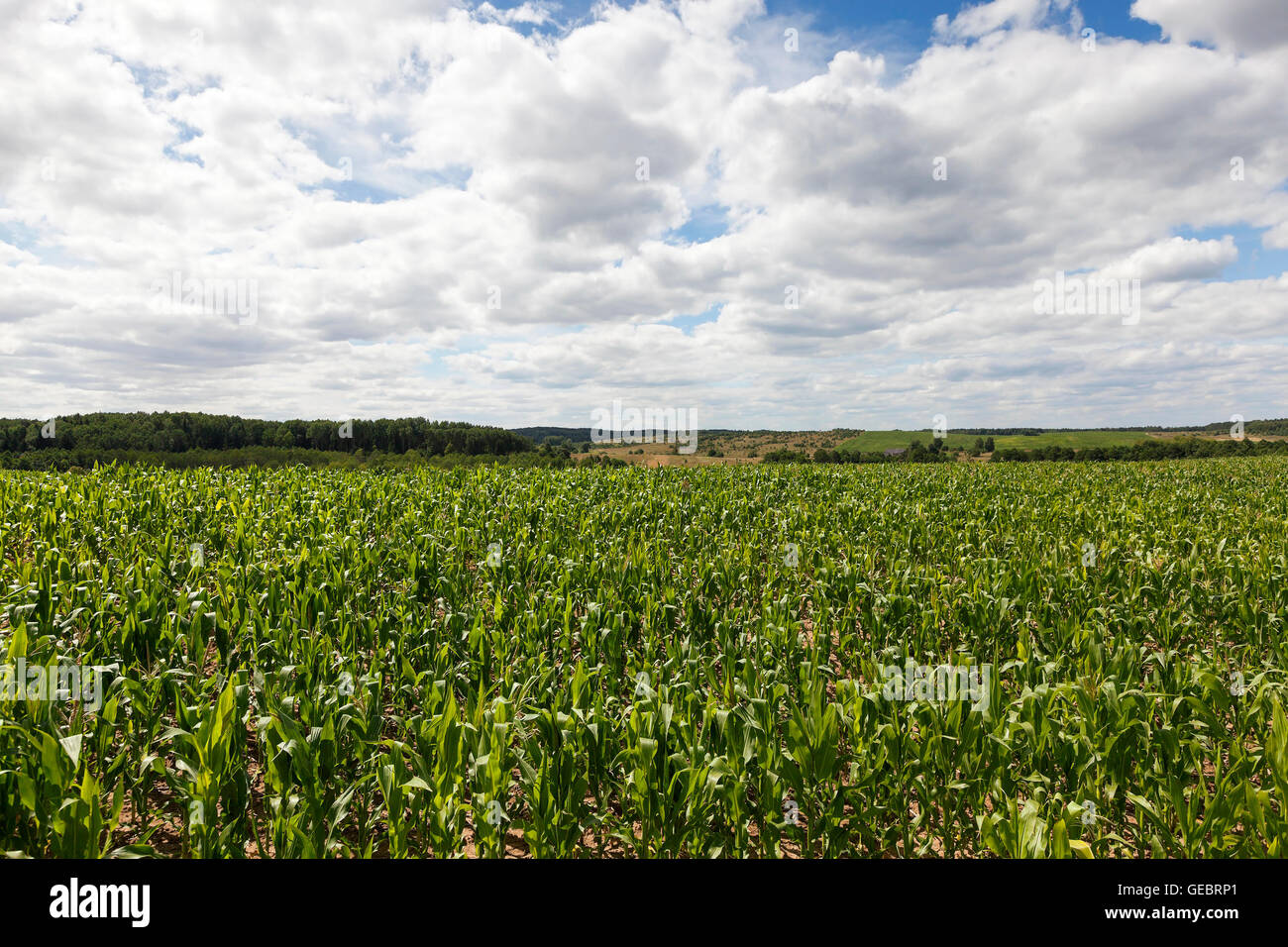 corn field, summer Stock Photo - Alamy