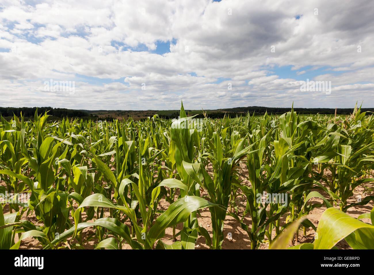 corn field, summer Stock Photo - Alamy