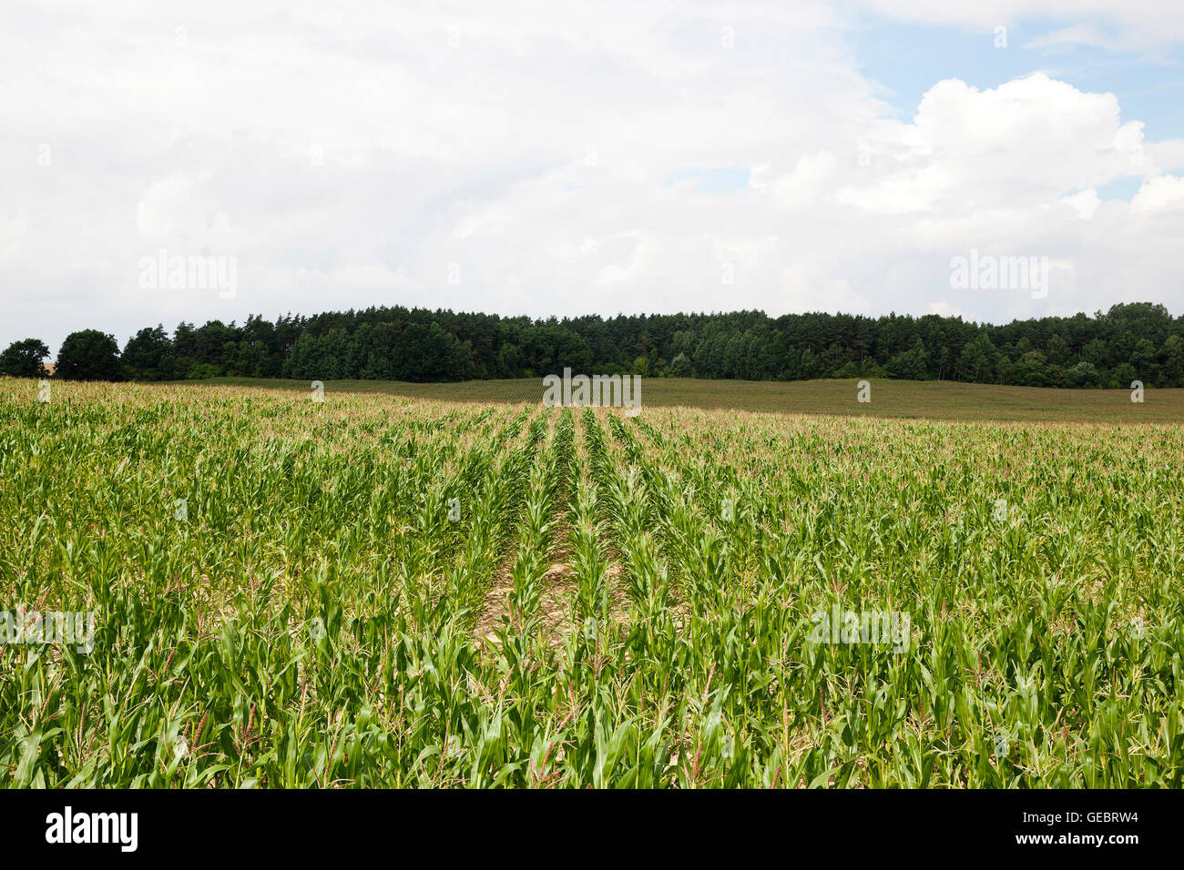 corn field, agriculture Stock Photo - Alamy