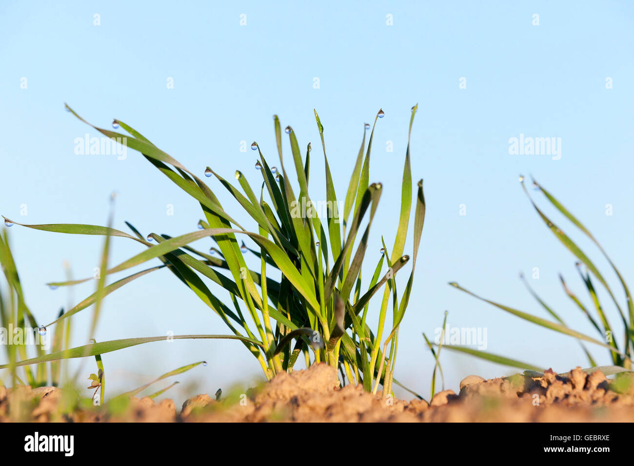 young grass plants, close-up Stock Photo - Alamy