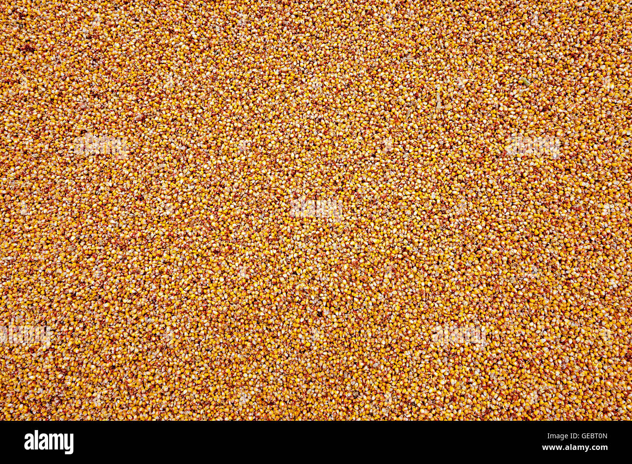 Corn seeds, close-up Stock Photo - Alamy