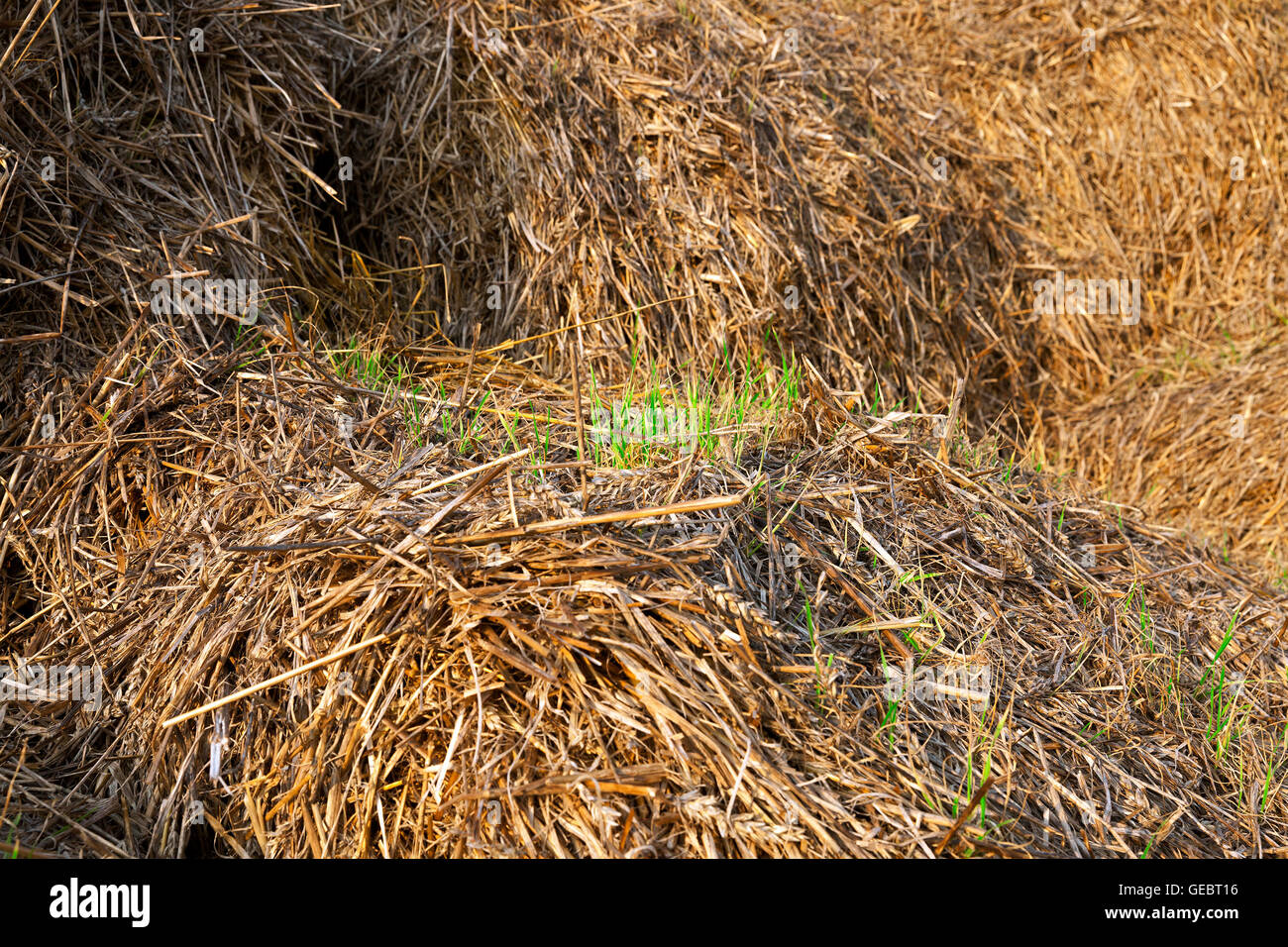 wheat germ, sprout Stock Photo - Alamy