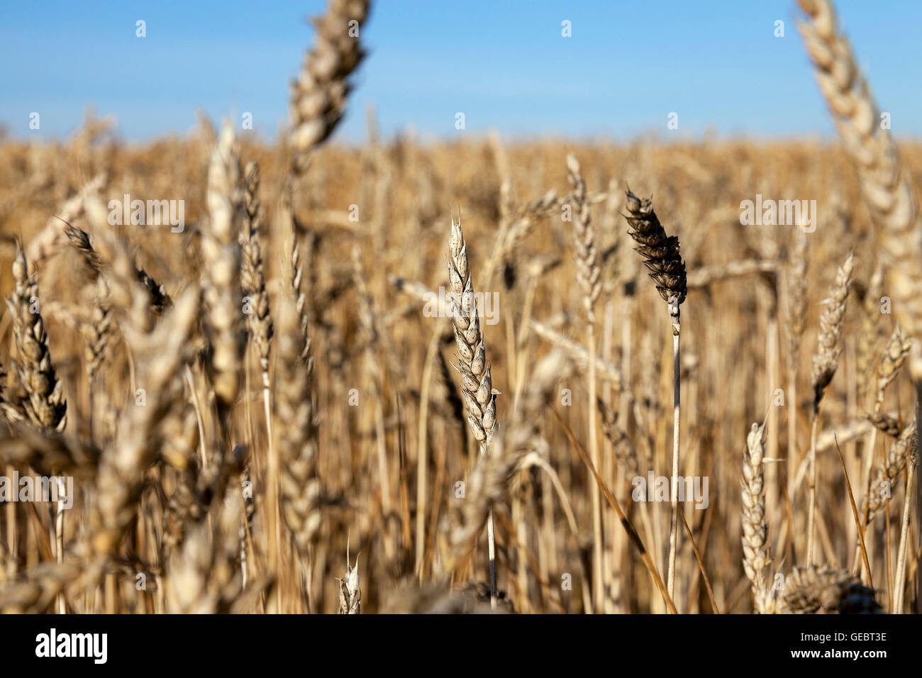 farm field cereals Stock Photo - Alamy