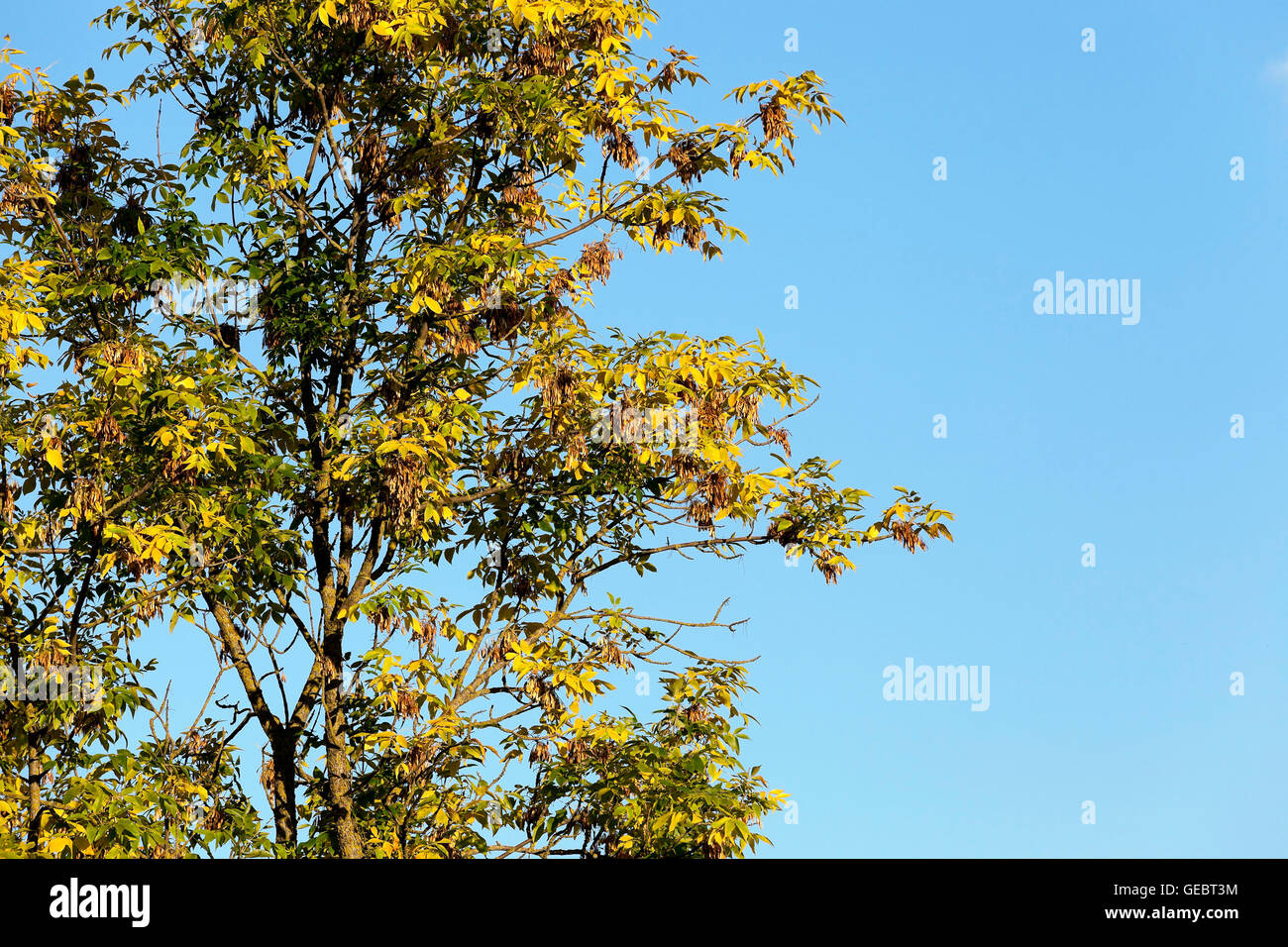 yellowed maple leaves Stock Photo - Alamy
