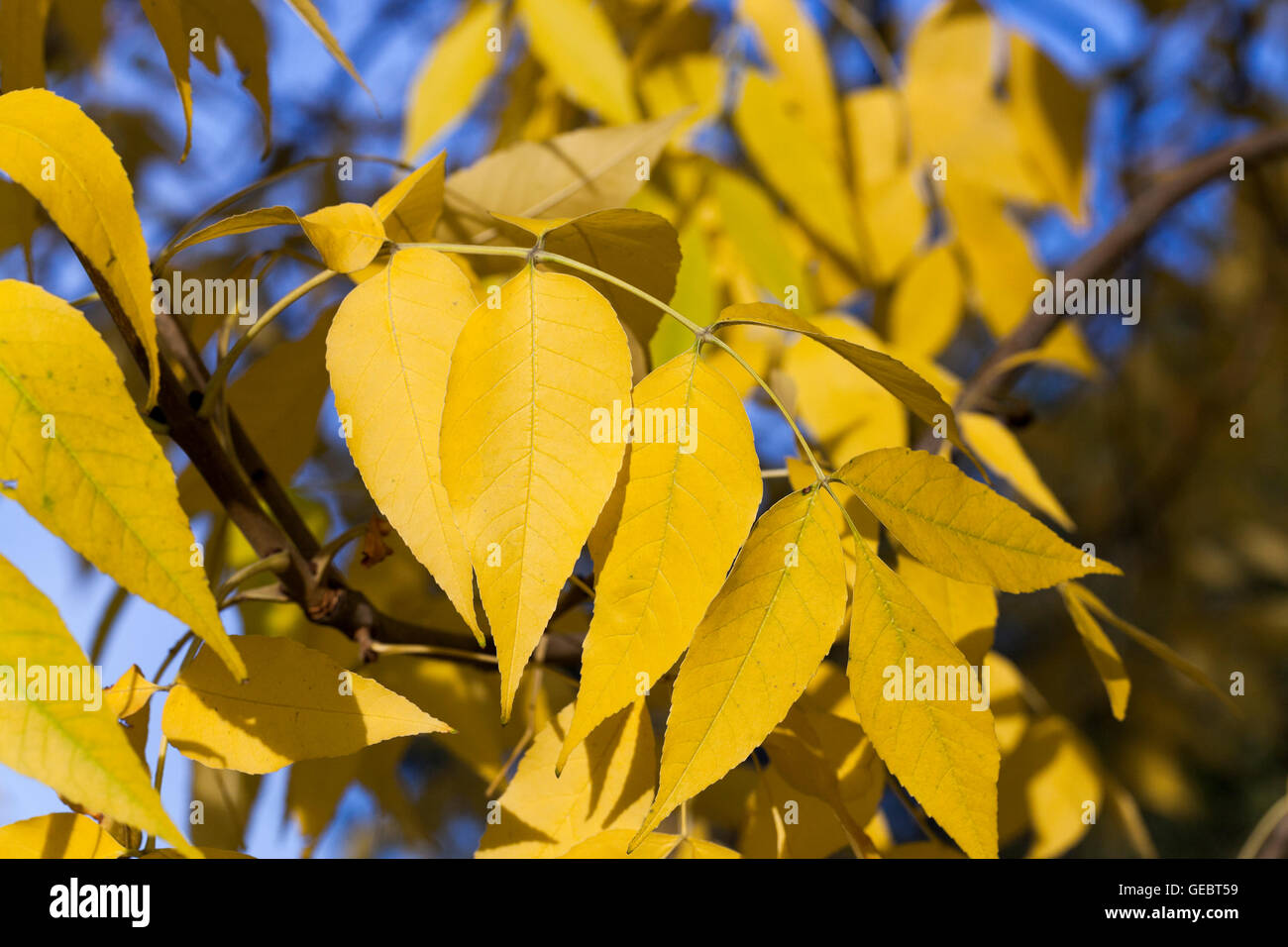 yellowed maple leaves Stock Photo - Alamy