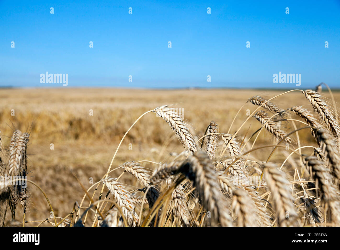 farm field cereals Stock Photo - Alamy