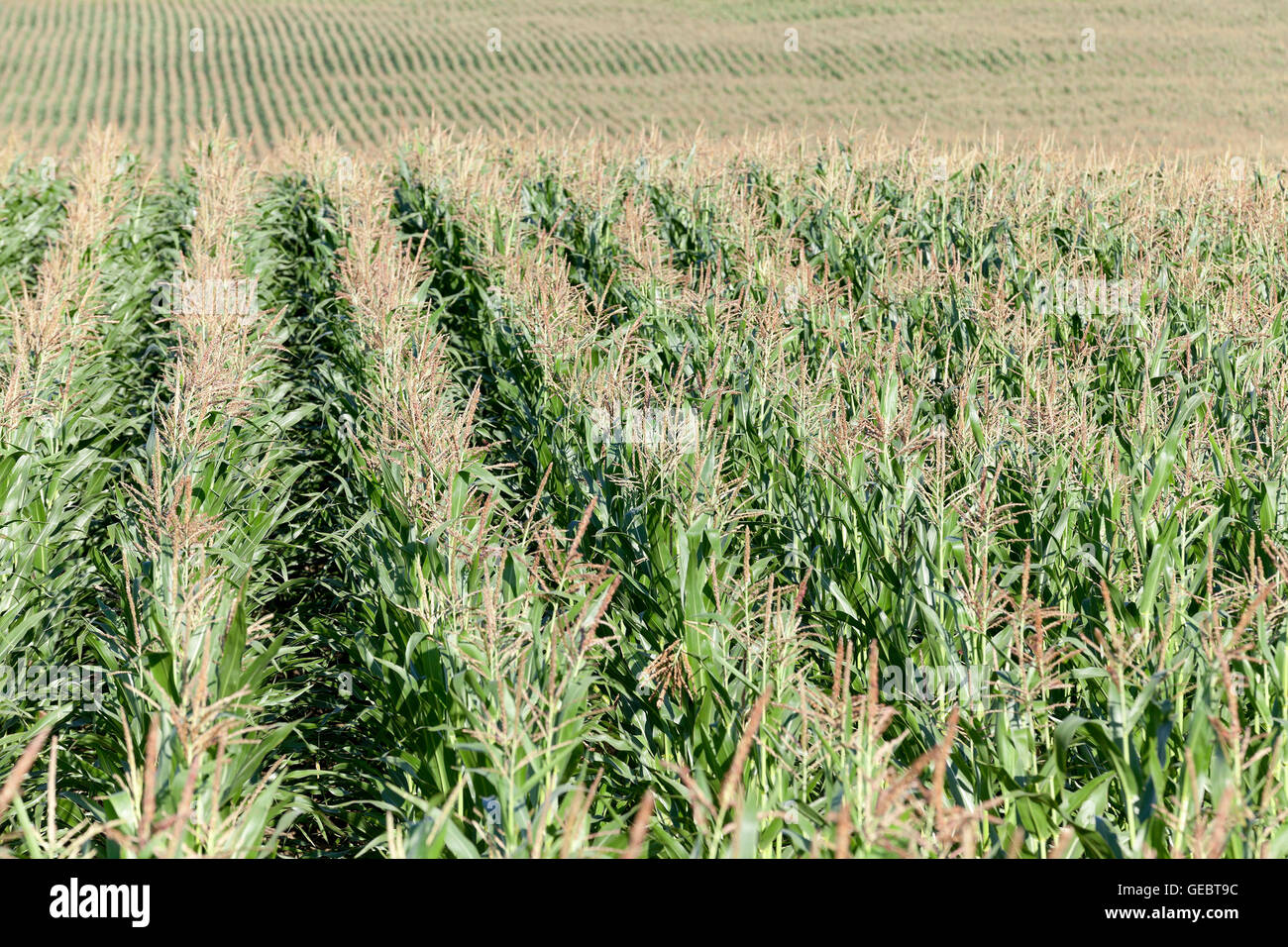 corn field, agriculture Stock Photo - Alamy