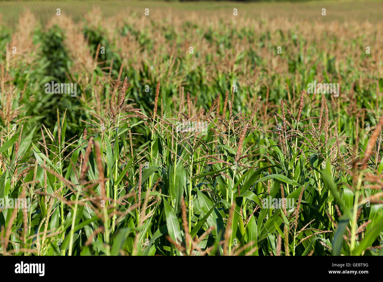 Corn field, summer Stock Photo - Alamy