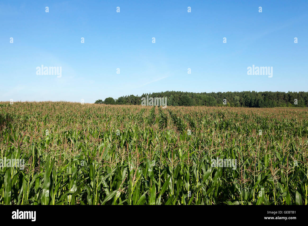 Corn field, summer Stock Photo - Alamy