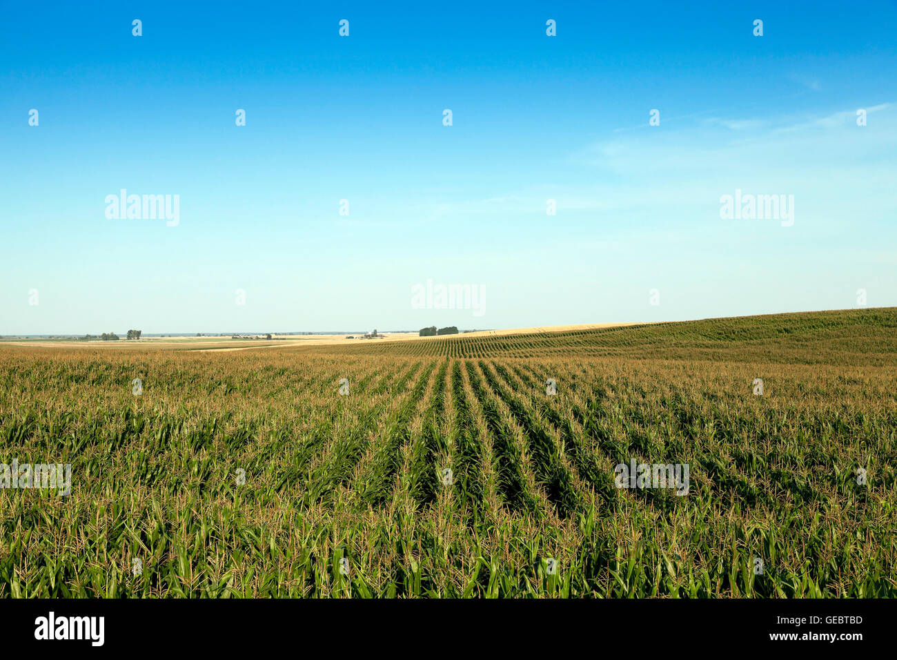 Field with corn Stock Photo - Alamy