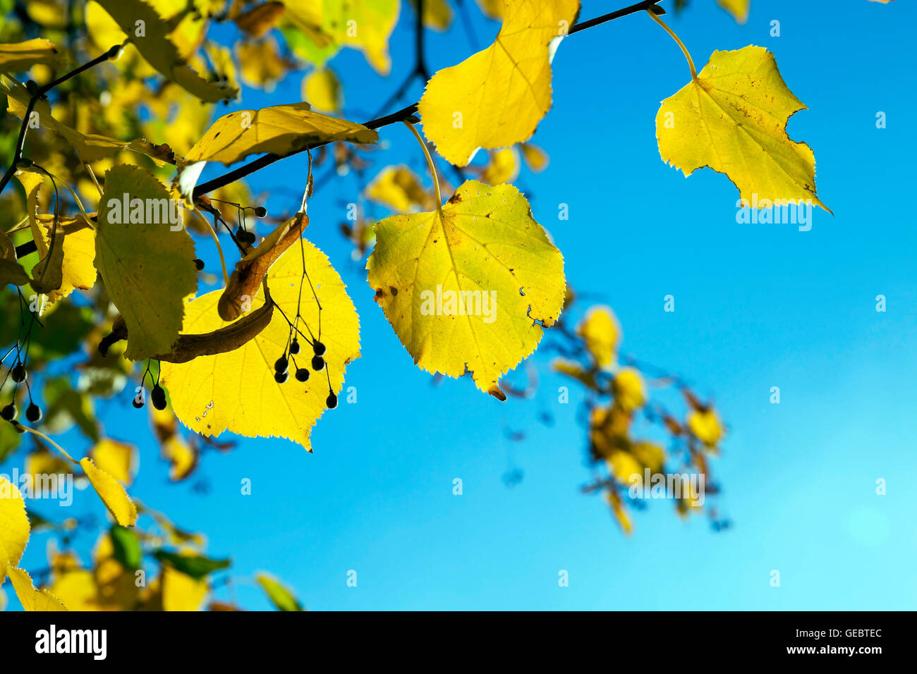 Yellowed plants hi-res stock photography and images - Alamy