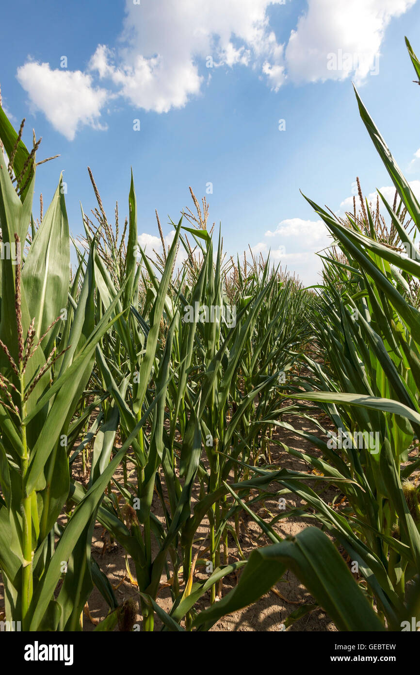 corn field, agriculture Stock Photo - Alamy