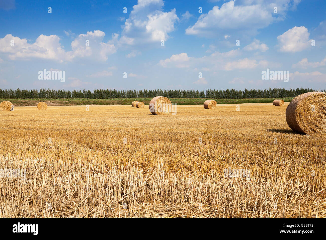farm field cereals Stock Photo - Alamy