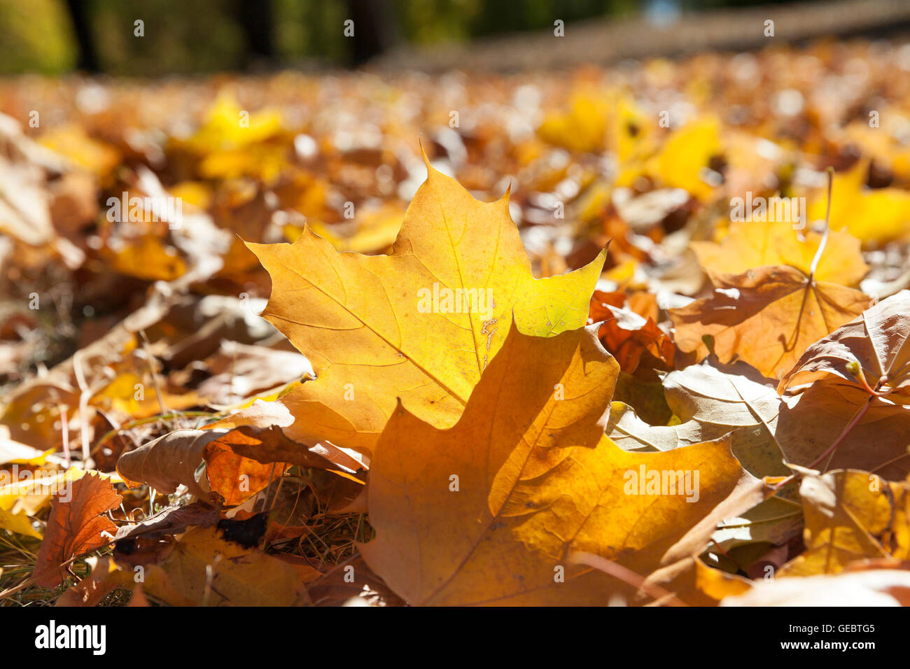 The fallen to the ground Stock Photo - Alamy