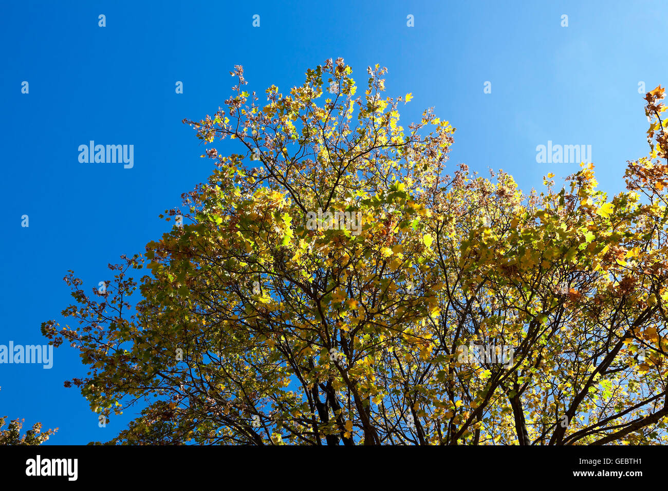 yellowed maple leaves Stock Photo - Alamy