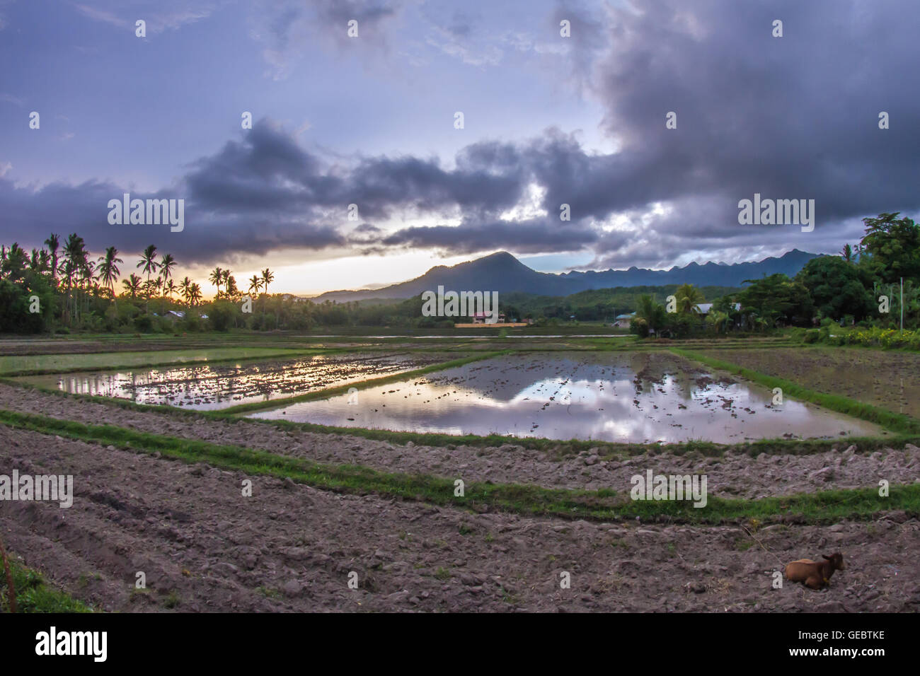 landscape Rice field province Philippines sunset Stock Photo - Alamy