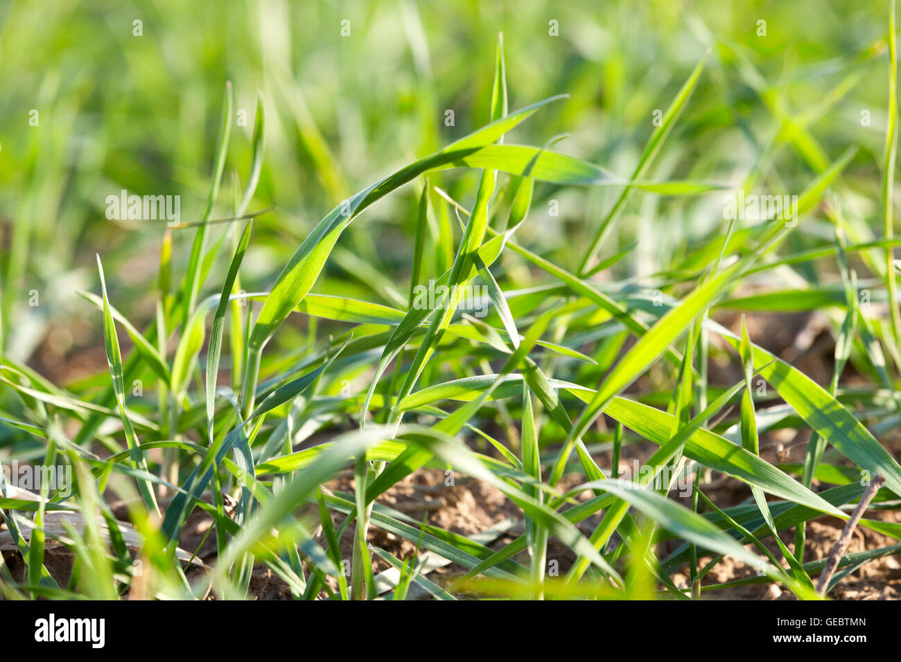 young grass plants, close-up Stock Photo - Alamy