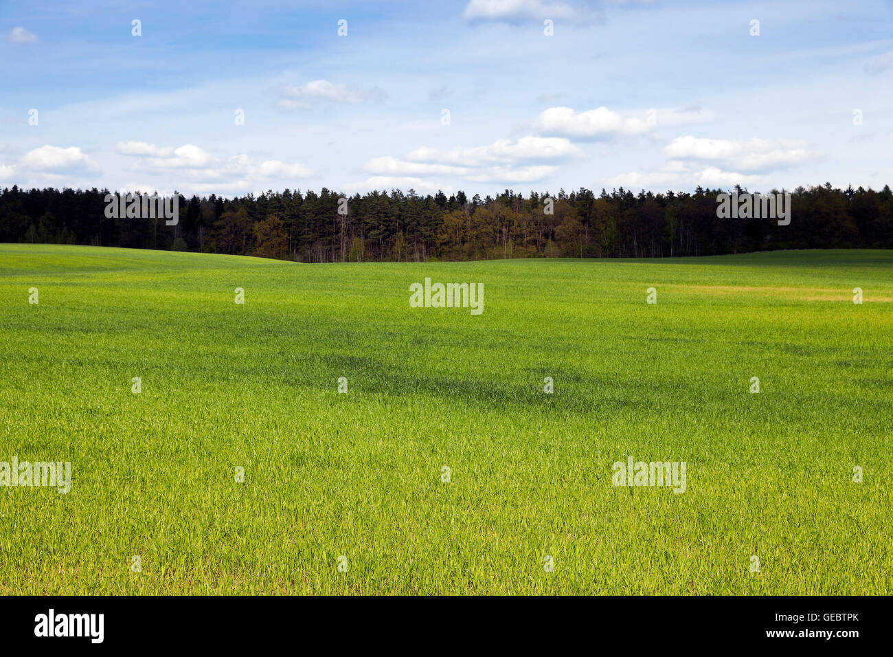 field in spring Stock Photo - Alamy