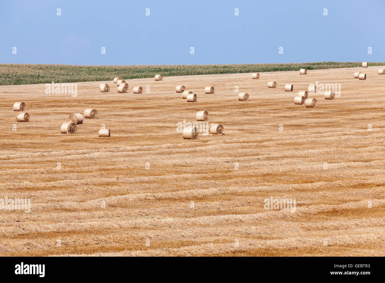 haystacks in a field of straw Stock Photo - Alamy