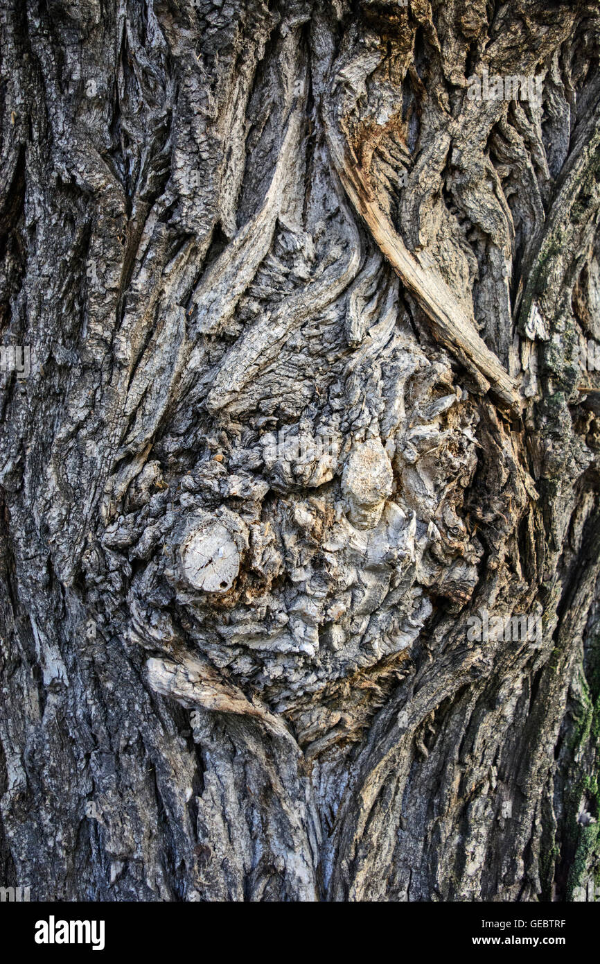 The bark on old wood, carved with age Stock Photo - Alamy