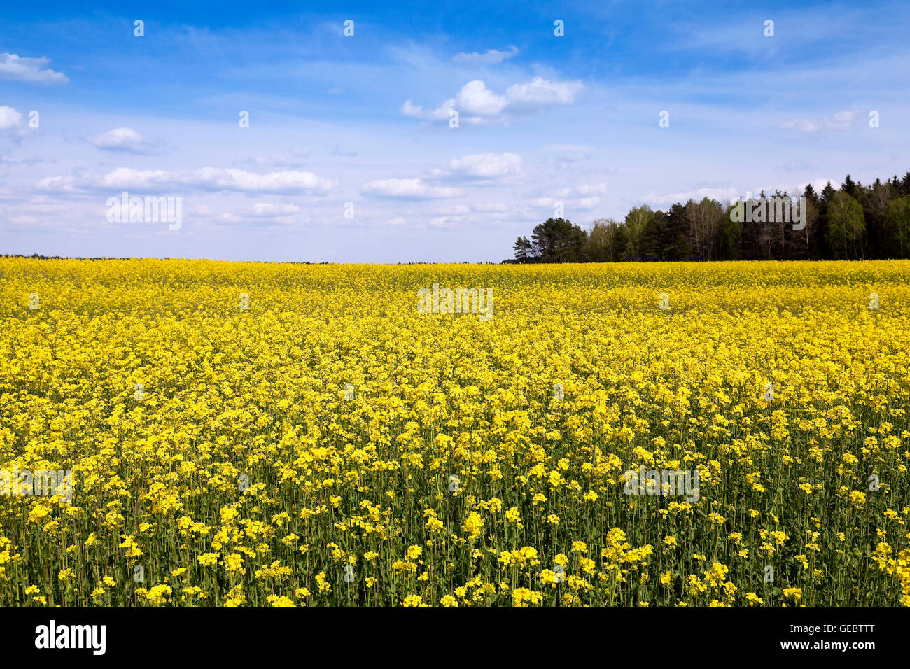 flowering canola. Spring Stock Photo - Alamy