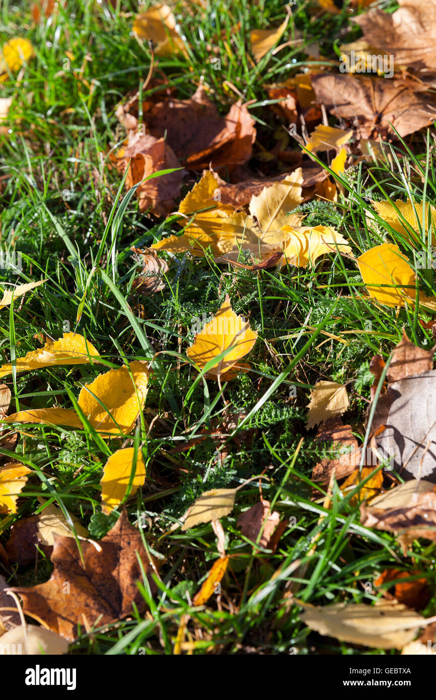 autumn foliage trees Stock Photo - Alamy