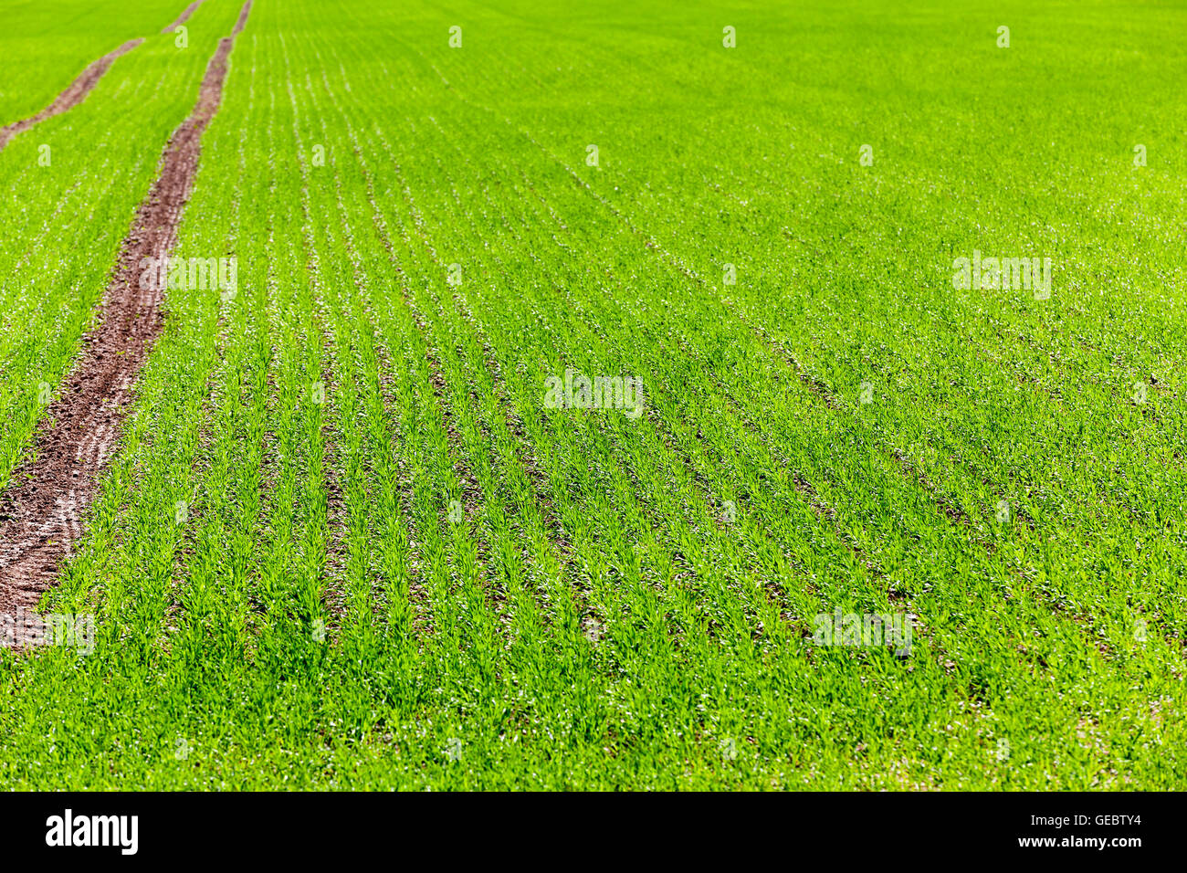 Agriculture. cereals. Spring Stock Photo - Alamy