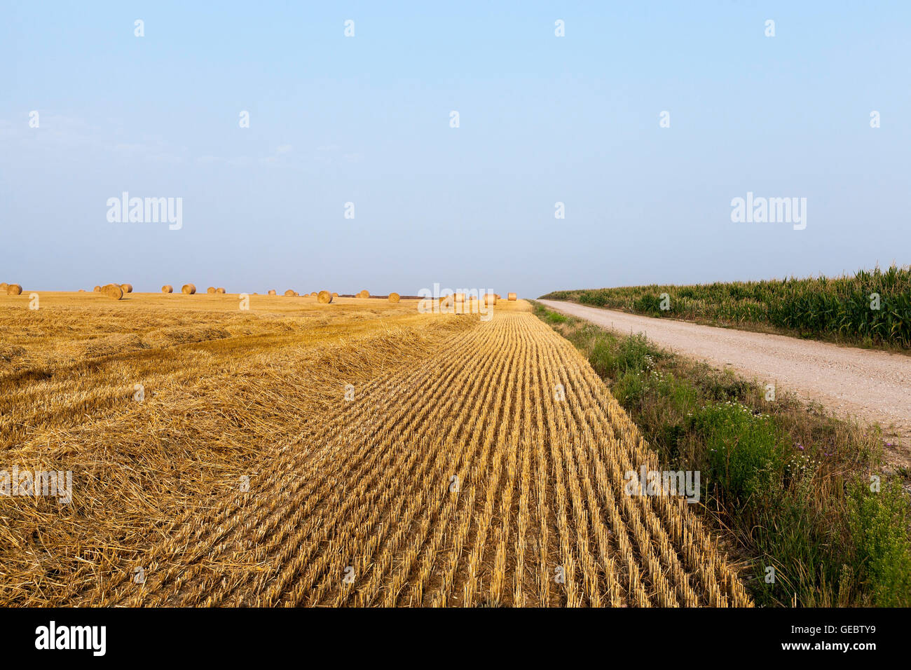 straw in the field Stock Photo - Alamy