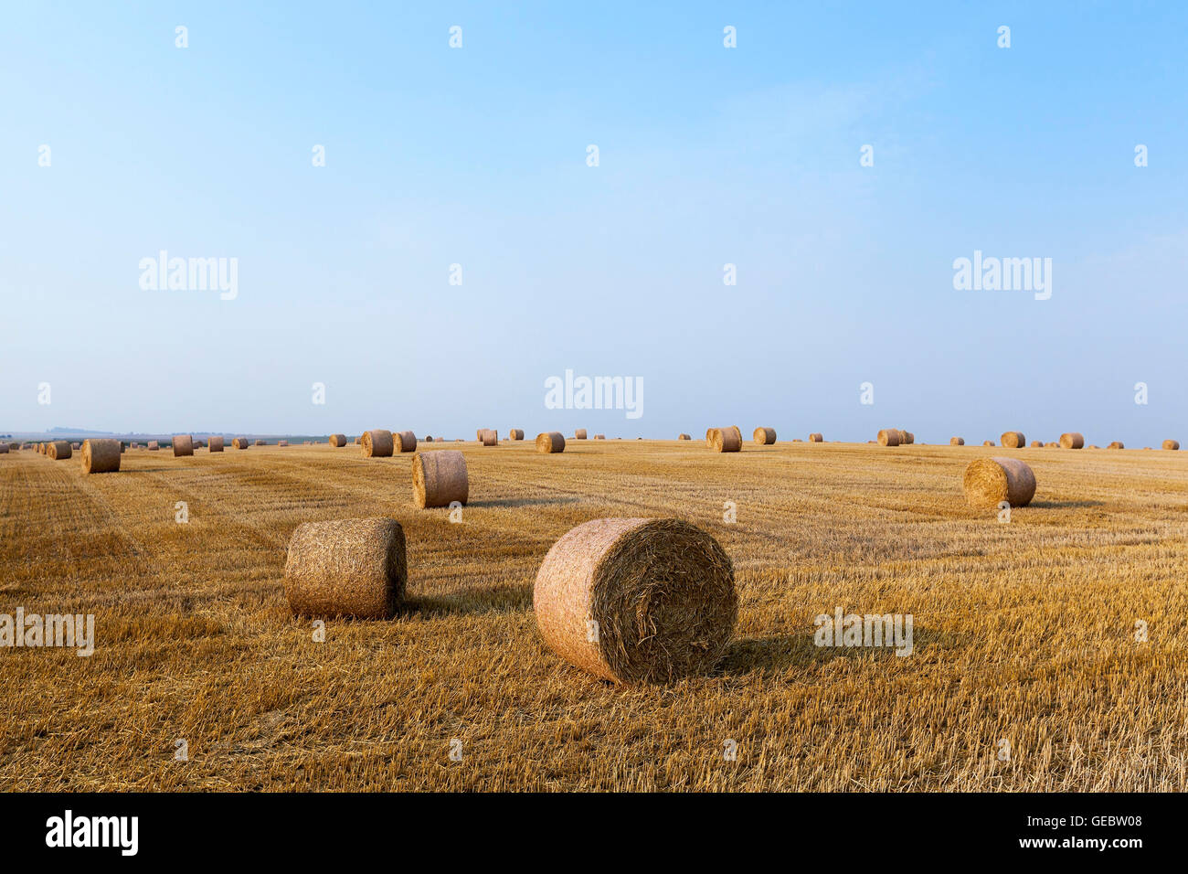 haystacks in a field of straw Stock Photo - Alamy