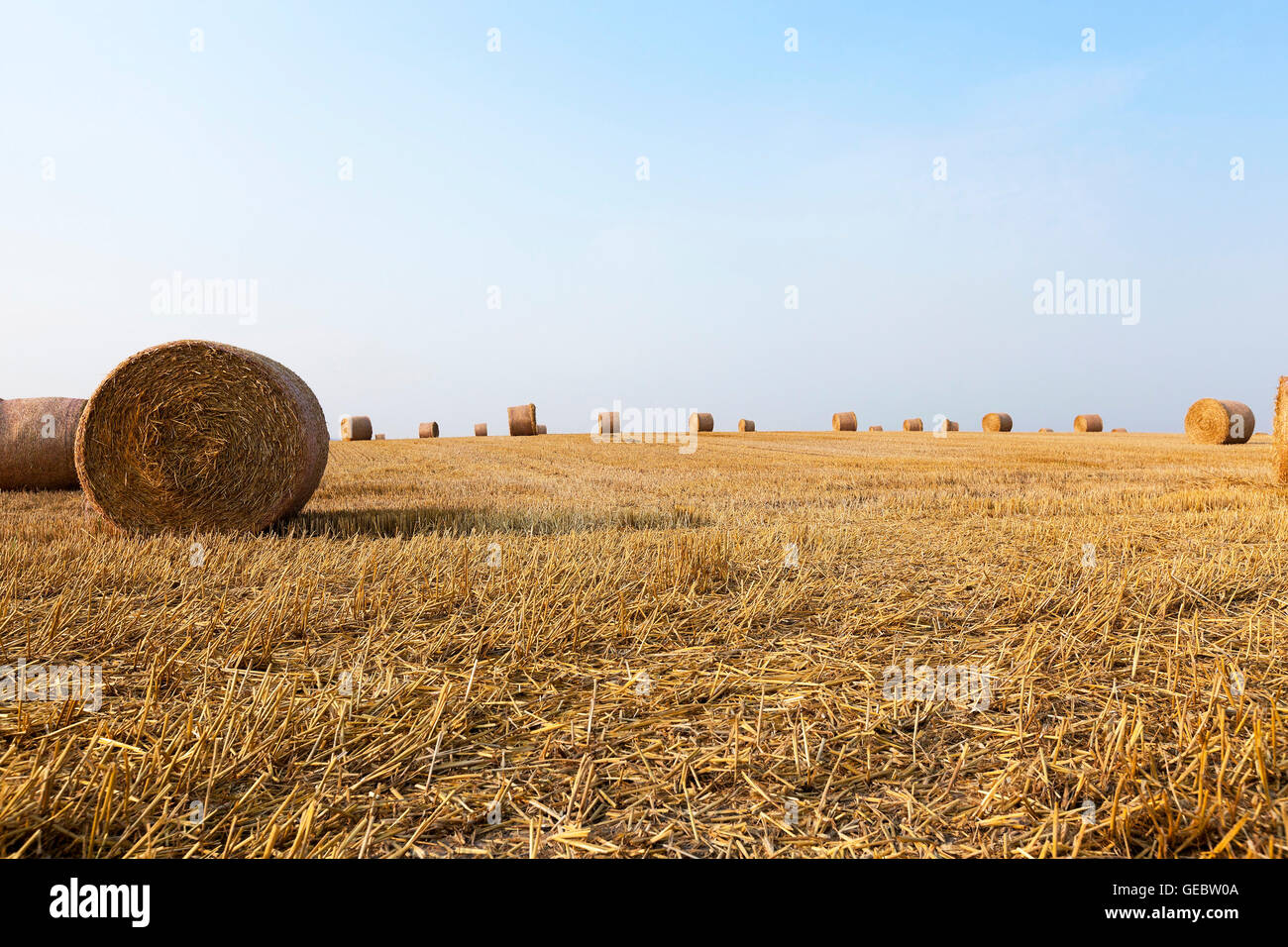 straw in the field Stock Photo - Alamy