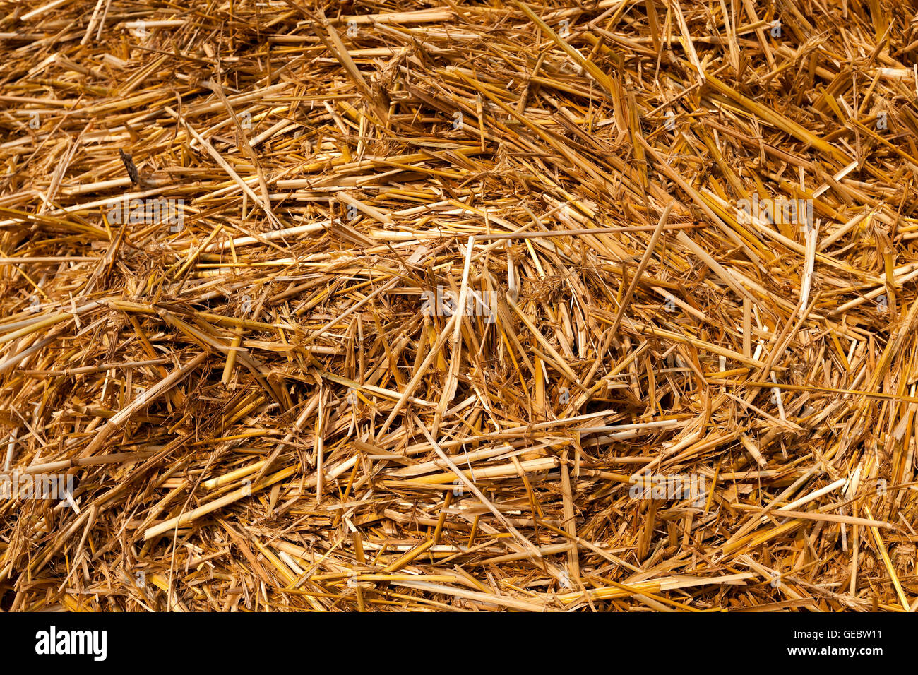 stack of straw in the field Stock Photo - Alamy
