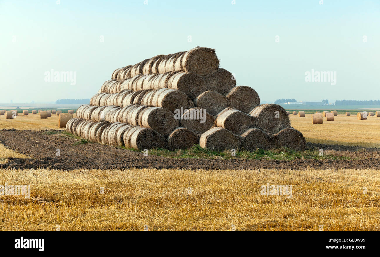 cereal farming field Stock Photo - Alamy