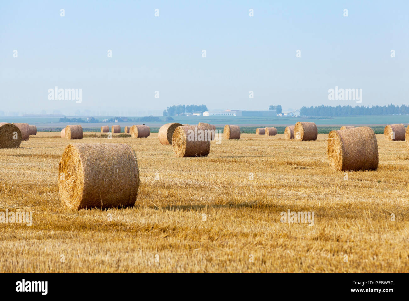 stack of straw in the field Stock Photo - Alamy