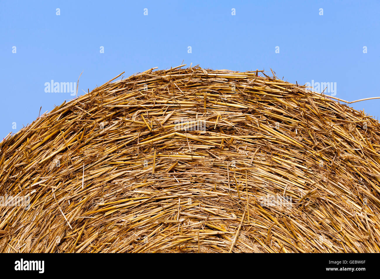 haystacks in a field of straw Stock Photo - Alamy