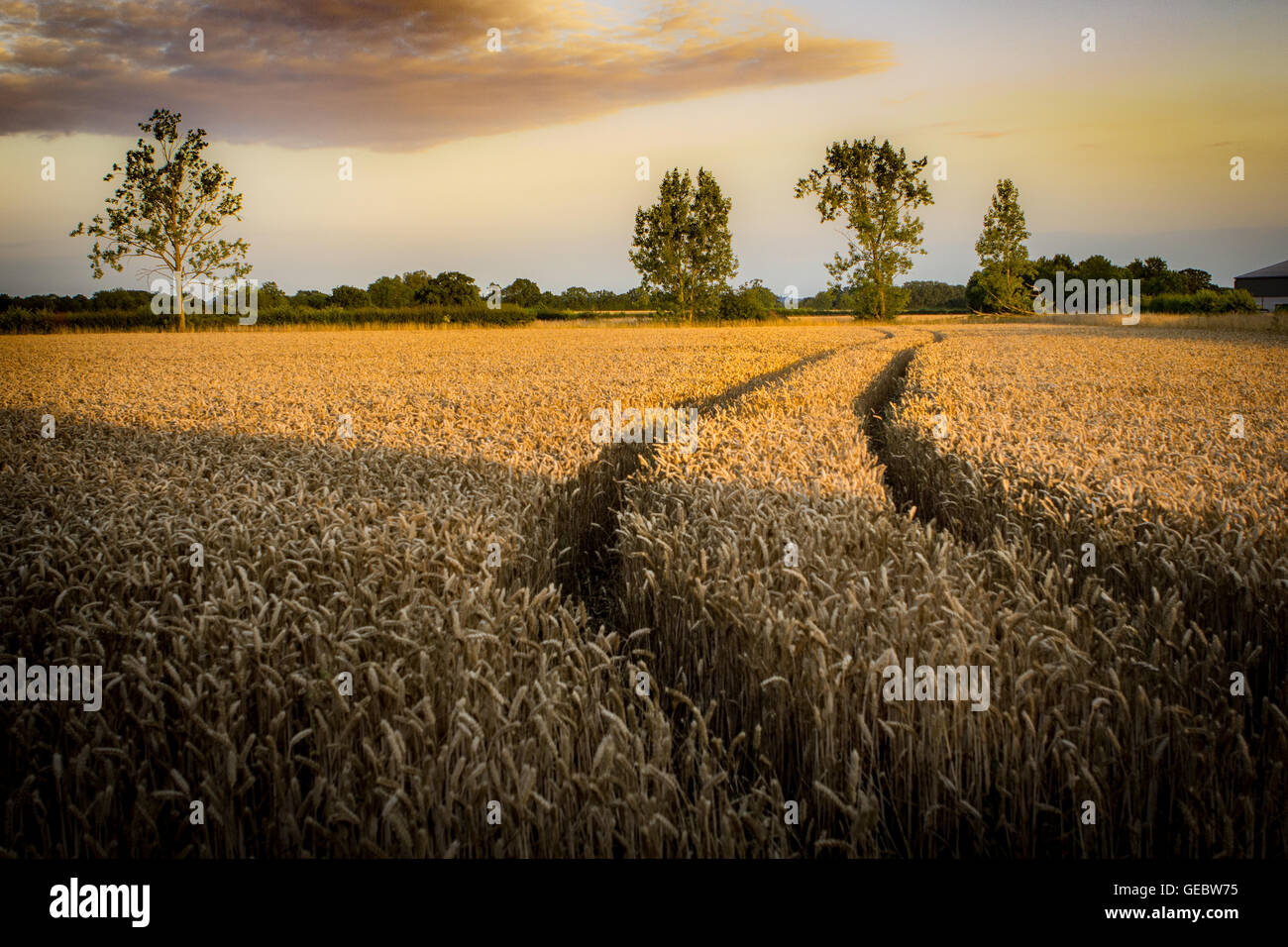 Corn fields in the evening golden light ready for Harvest on an Essex ...