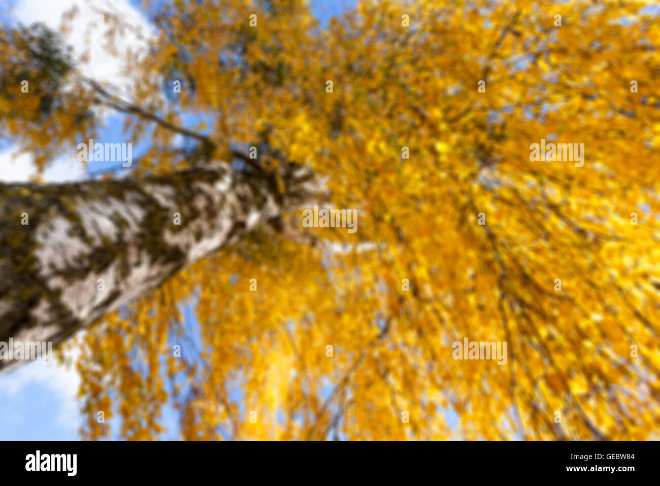 birch tree in autumn Stock Photo - Alamy