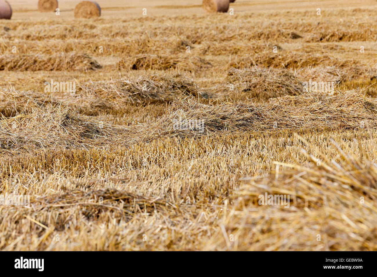 cereal farming field Stock Photo - Alamy