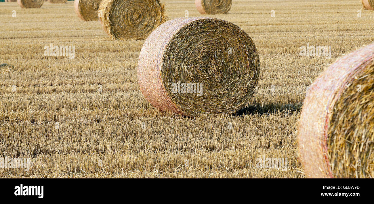 stack of straw in the field Stock Photo - Alamy