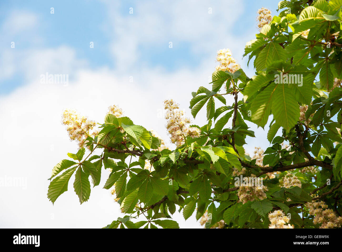 blooming chestnut tree Stock Photo - Alamy