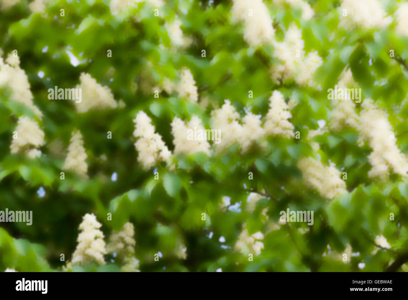 blooming chestnut tree in the spring Stock Photo - Alamy