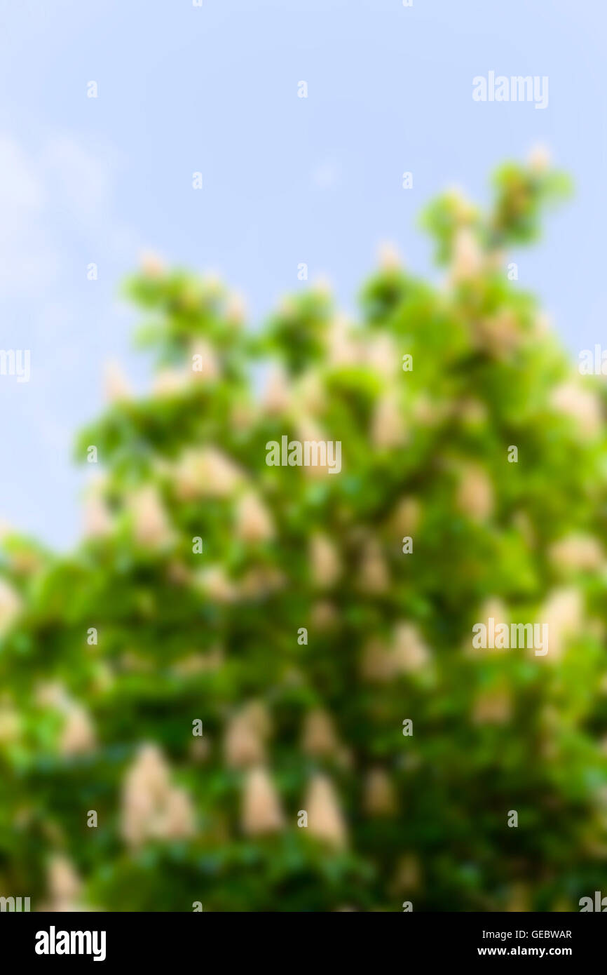 blooming chestnut tree in the spring Stock Photo - Alamy