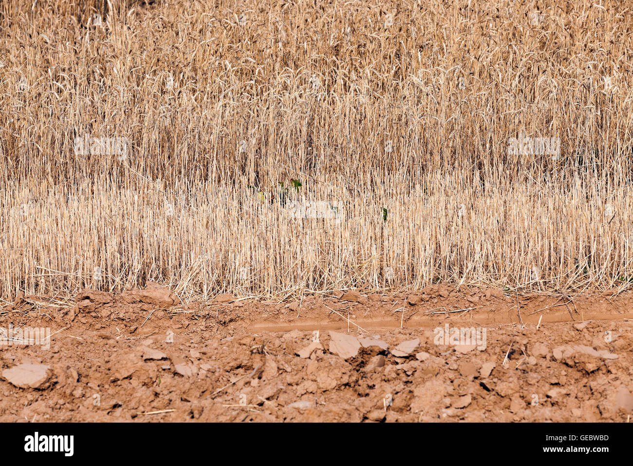Gathering wheat hi-res stock photography and images - Alamy