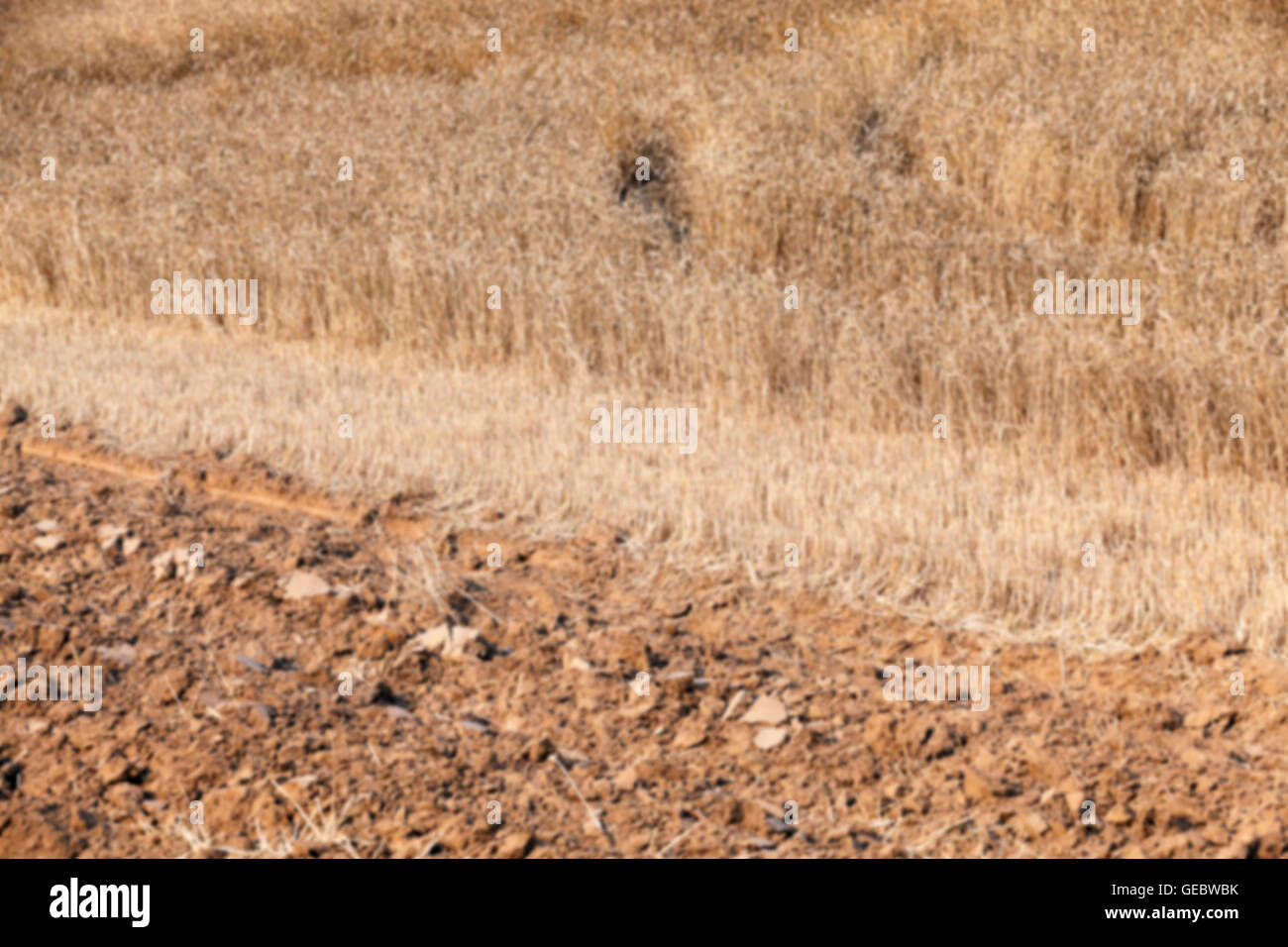ripe wheat crop Stock Photo - Alamy