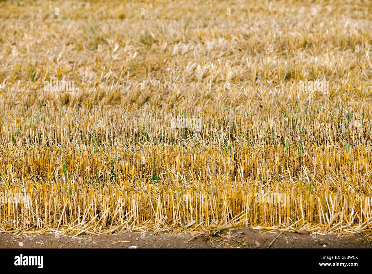 Ripe wheat crop hi-res stock photography and images - Alamy